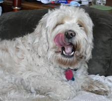 Pet Gallery - Layton Animal Hospital