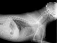 Services - Layton Animal Hospital