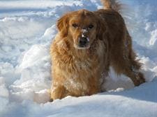 Pet Gallery - Layton Animal Hospital