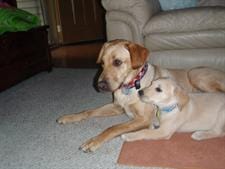 Pet Gallery - Layton Animal Hospital