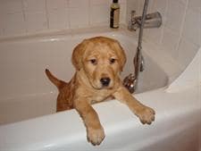 Pet Gallery - Layton Animal Hospital