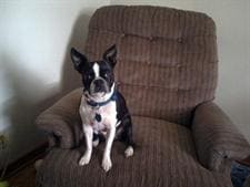 Pet Gallery - Layton Animal Hospital