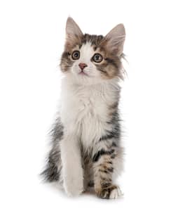 New Patient Info - Layton Animal Hospital