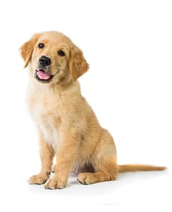 New Patient Info - Layton Animal Hospital