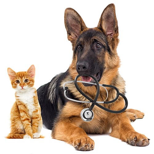 Services - Layton Animal Hospital