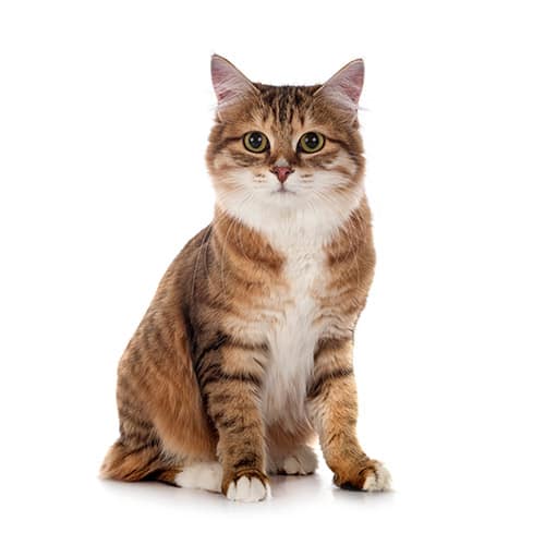 Services - Layton Animal Hospital