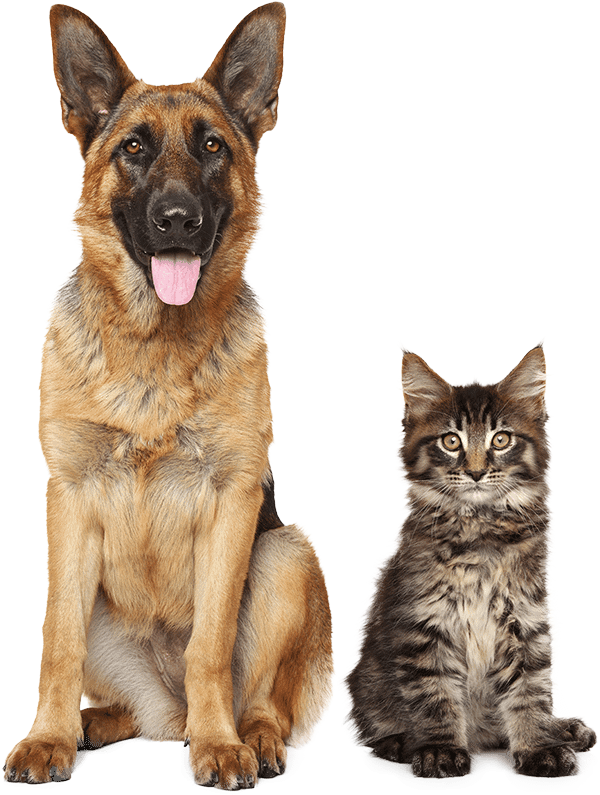 Layton Animal Hospital - Your Local Vet in Milwaukee, WI