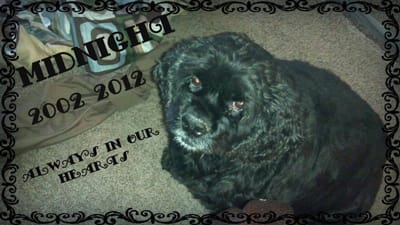 Pet Memorial - Layton Animal Hospital